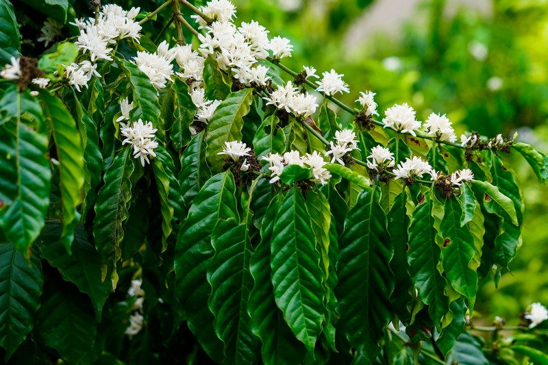 Đặt tour Buôn Ma Thuột - Thác Draynur - Bảo Tàng Thế Giới Cà Phê - Khám ...